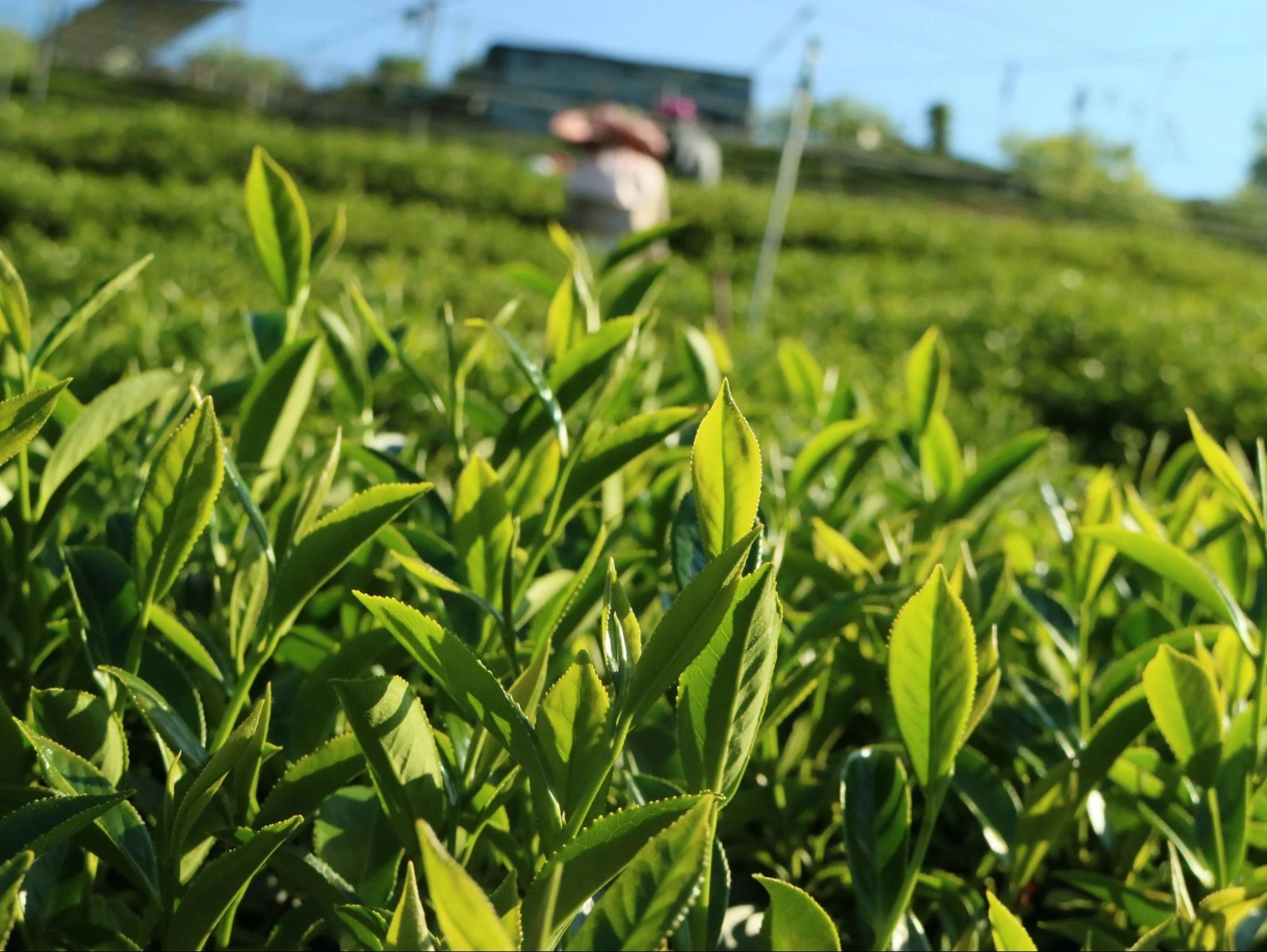 春茶是什麼？春茶、冬茶哪裡不同？讓行家帶你深度品味茶葉魅力！ 台灣在地鮮採製作的高山茶