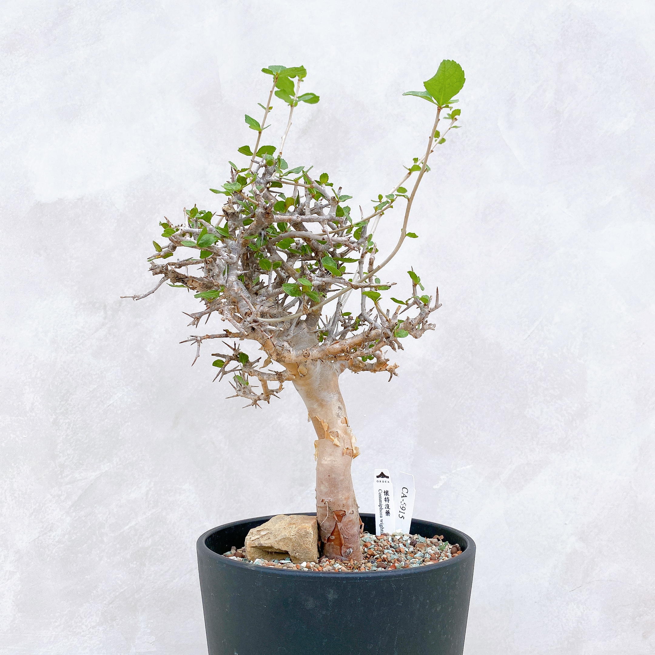 懷特沒藥 Commiphora wightii CA-5915 ORDEX 原生