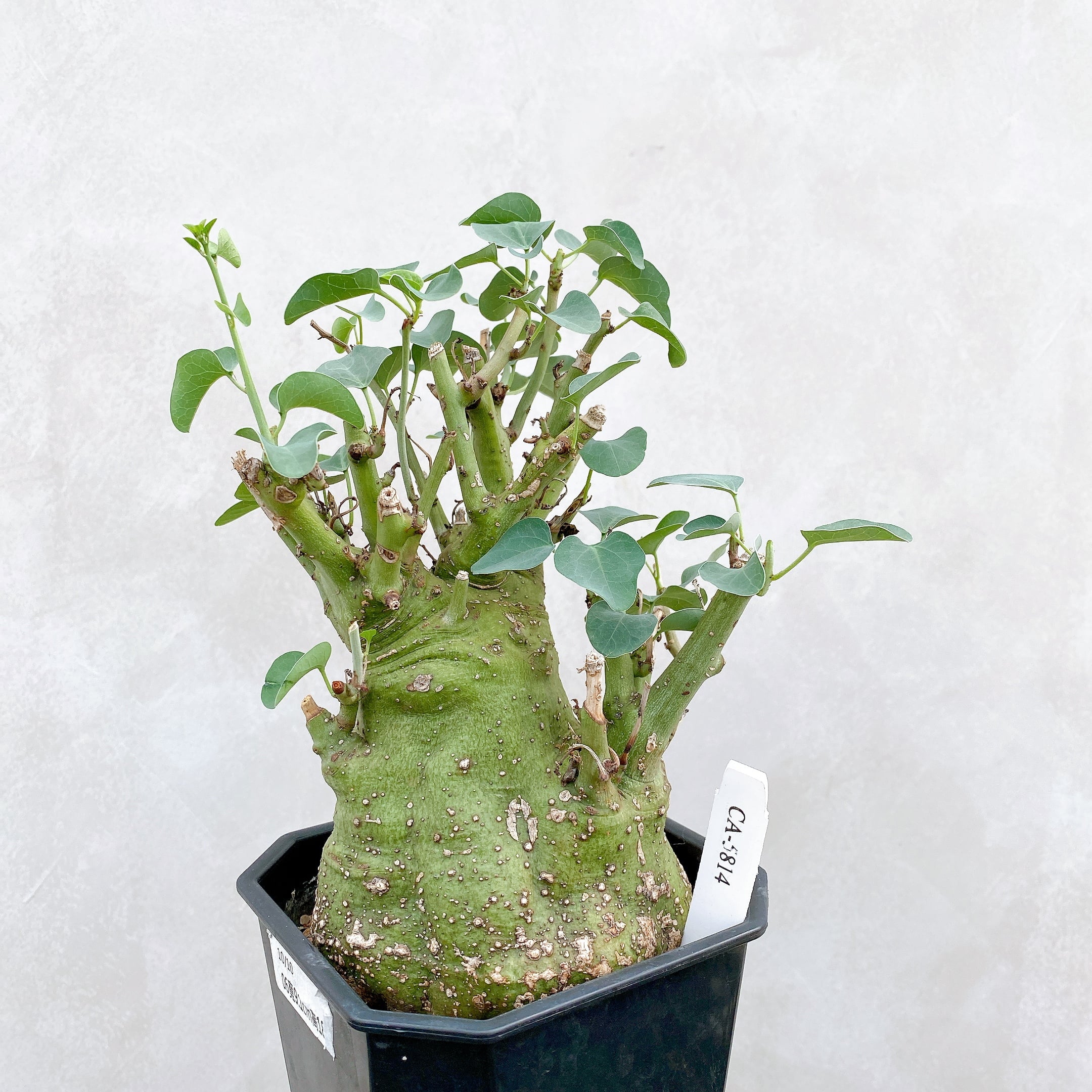 刺腺蔓 Adenia spinosa CA-5814 ORDEX 原生