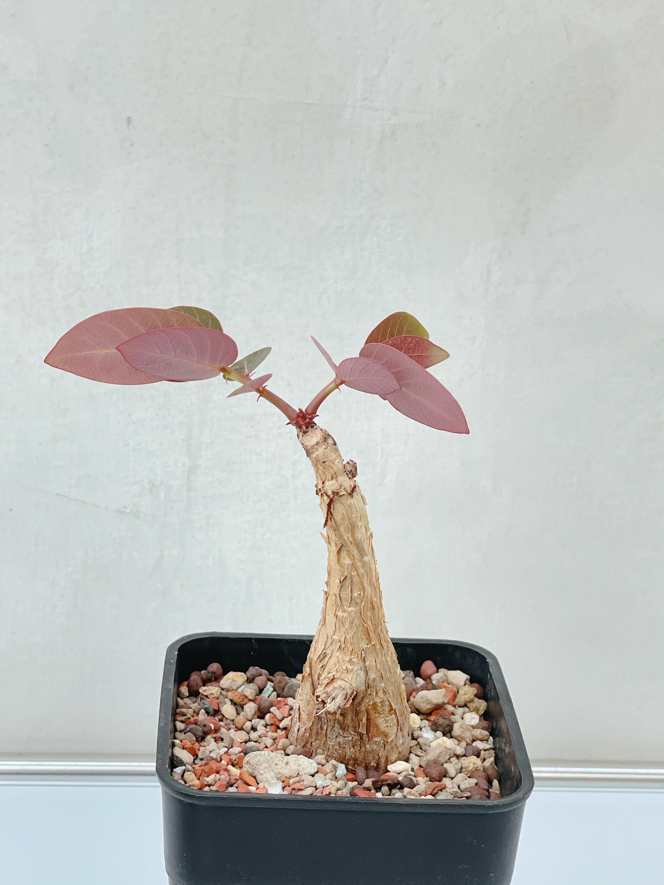 奇異油柑 Phyllanthus mirabilis CA-1537 ORDEX 原生